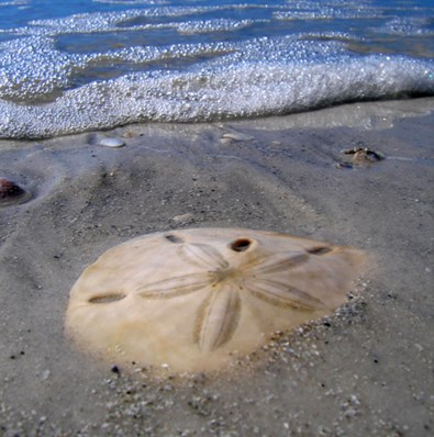 Exposé - Writing.Com